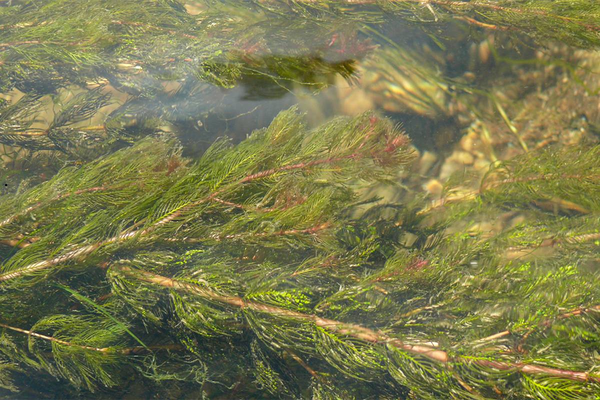 De 15 beste inheemse vijverplanten voor je vijver - Gardeners World