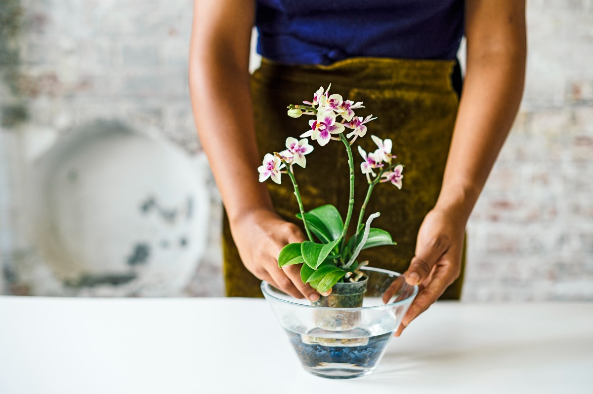 Orchidee (Phalaenopsis): kweken, water geven en verzorgen - Gardeners World