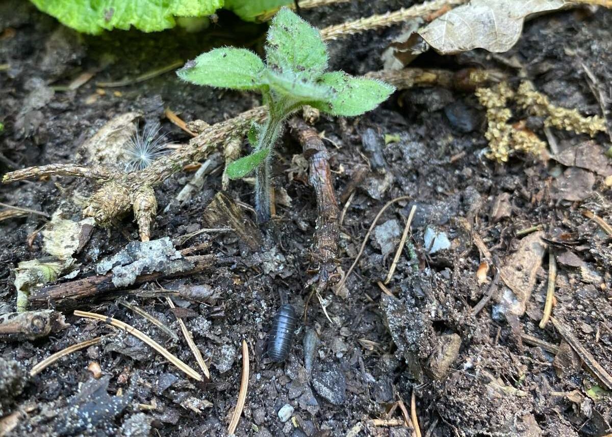 De bodem is de basis: dit leer je bij een bodemanalyse