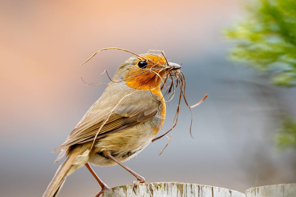 Zo maak je een (veilige) houder met nestmateriaal voor tuinvogels ...