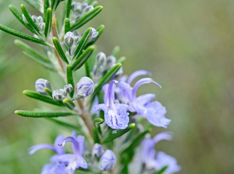 Rozemarijn kweken, planten & stekken - Gardeners World