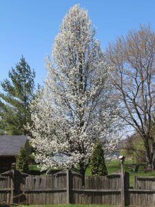 De beste loofbomen voor privacy in je tuin - Gardeners World