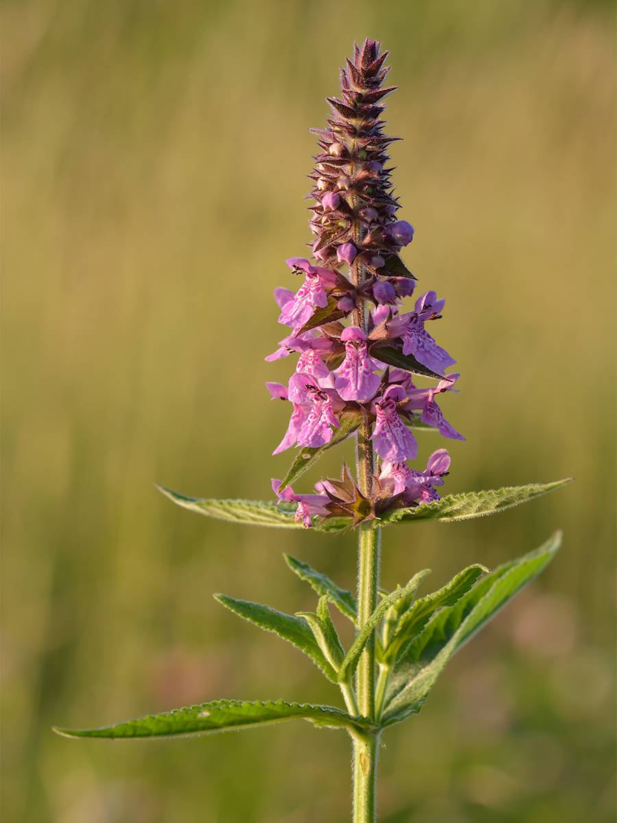 De 15 beste inheemse vijverplanten voor je vijver - Gardeners World