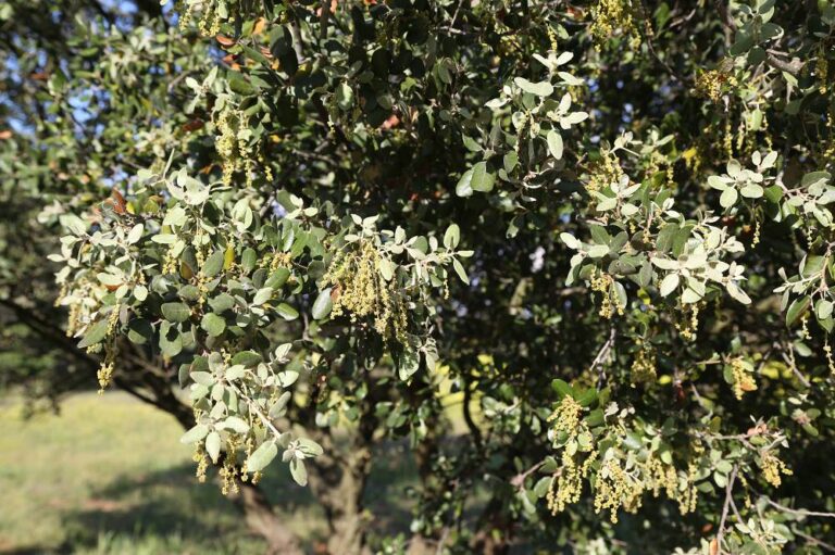 Groenblijvende bomen tegen inkijk in je tuin - Gardeners World