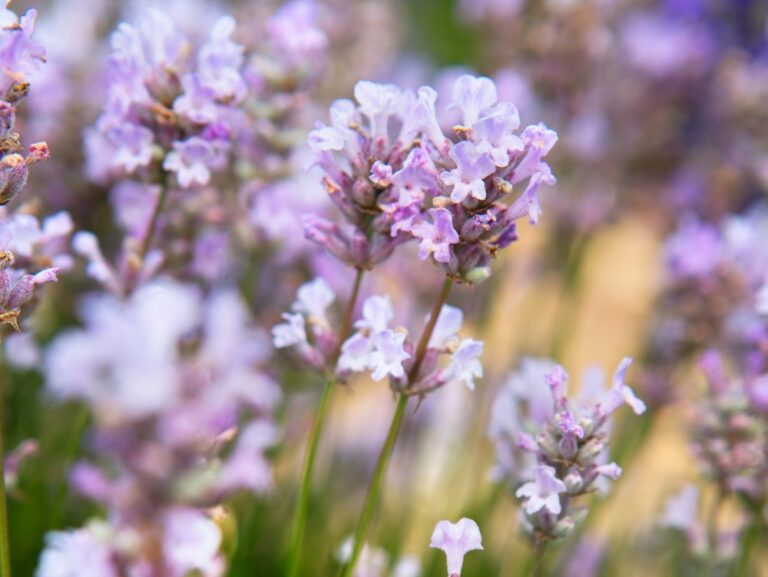 Lavendel: verzorging, standplaats en meer
