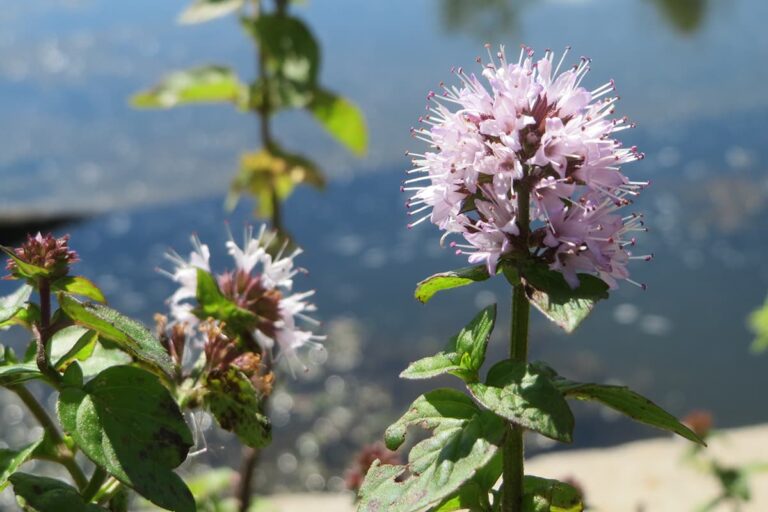 De 15 beste inheemse vijverplanten voor je vijver - Gardeners World