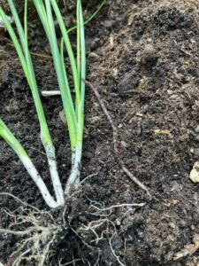 Zo stimuleer je het bodemleven - Gardeners World