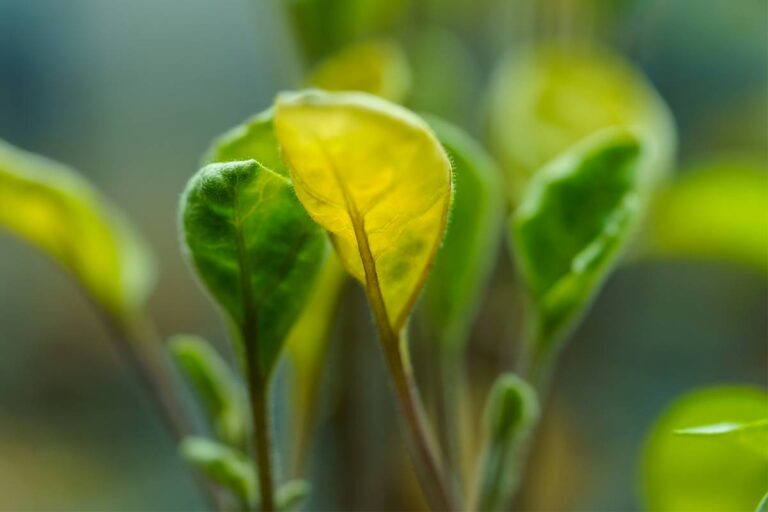 Help! Waarom worden mijn zaailingen geel? - Gardeners World