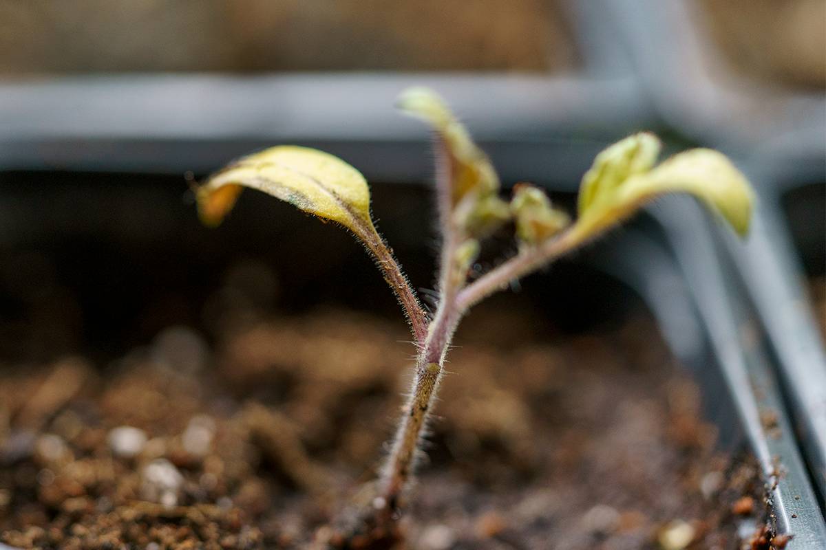 Help! Waarom worden mijn zaailingen geel? - Gardeners World