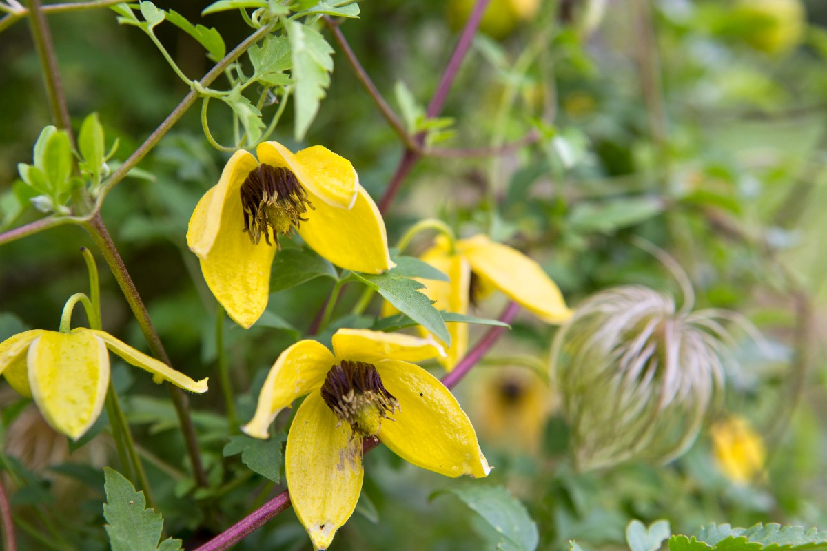 Klimplanten met bloemen: 16 schitterende keuzes - Gardeners World
