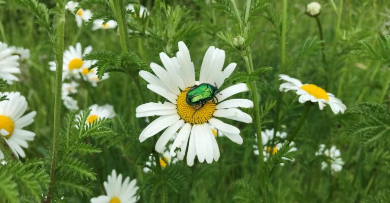 Inheems: margriet (Leucanthemum vulgare) - Gardeners World