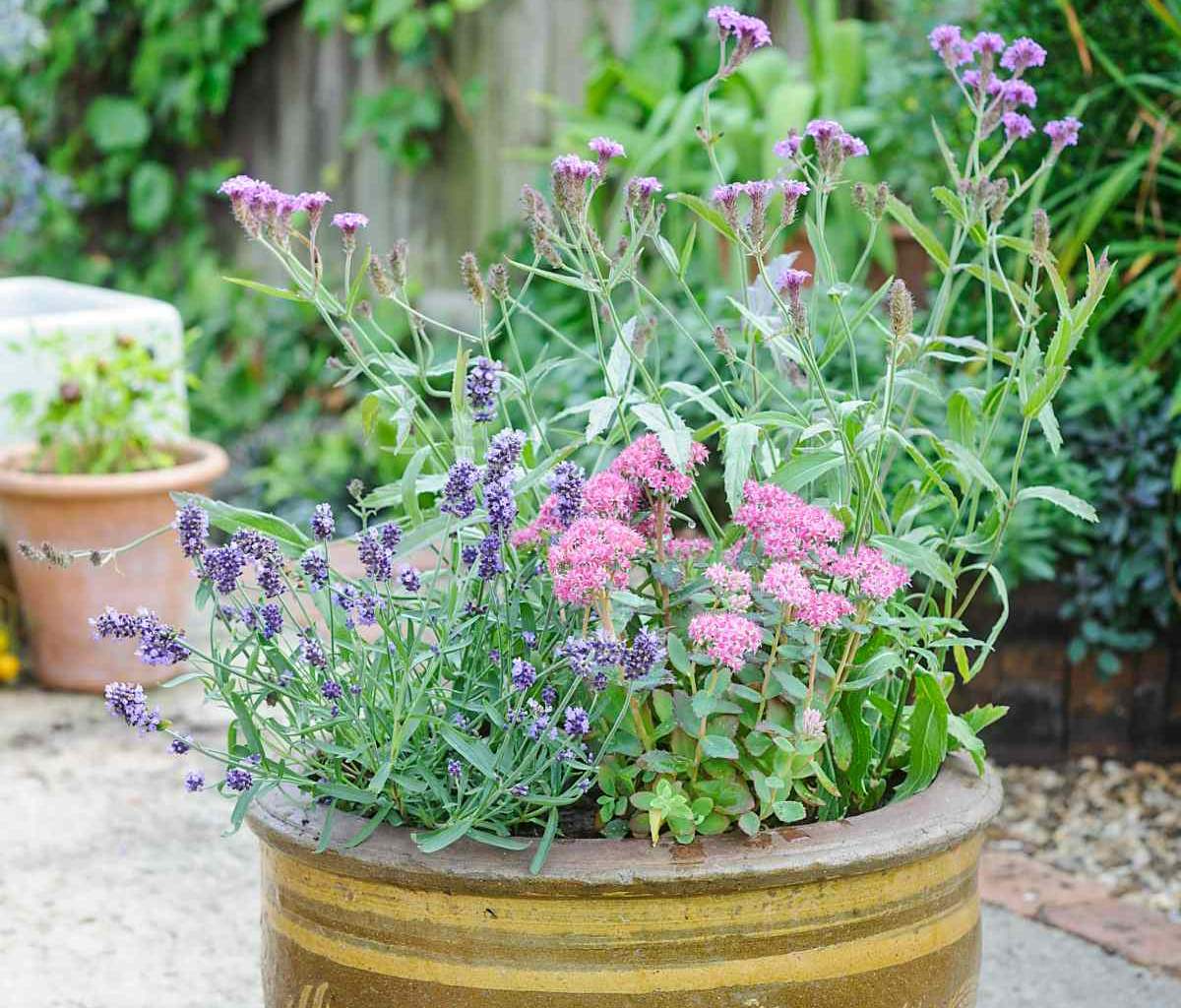 Lavendelsoorten: 7x de mooiste lavendel - Gardeners World