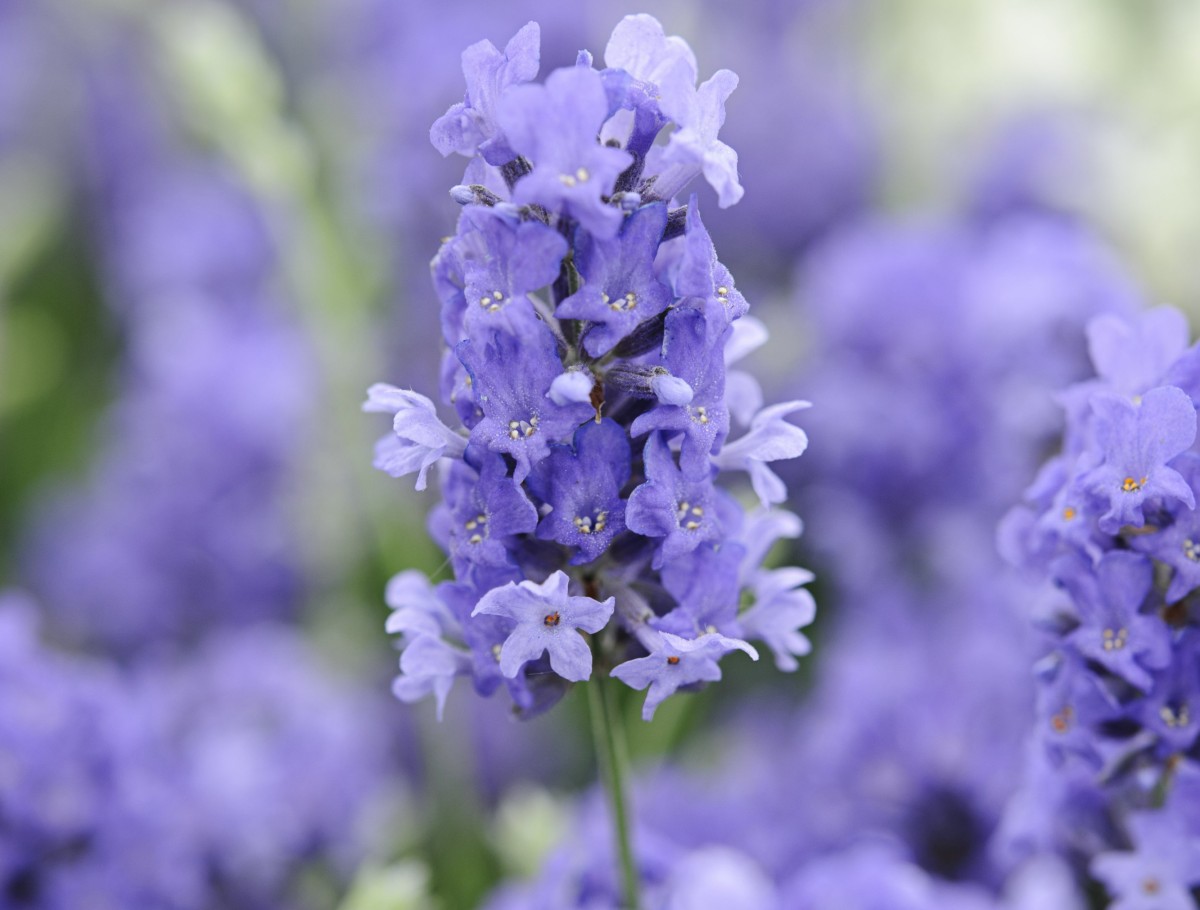 Lavendelsoorten: 7x de mooiste lavendel - Gardeners World
