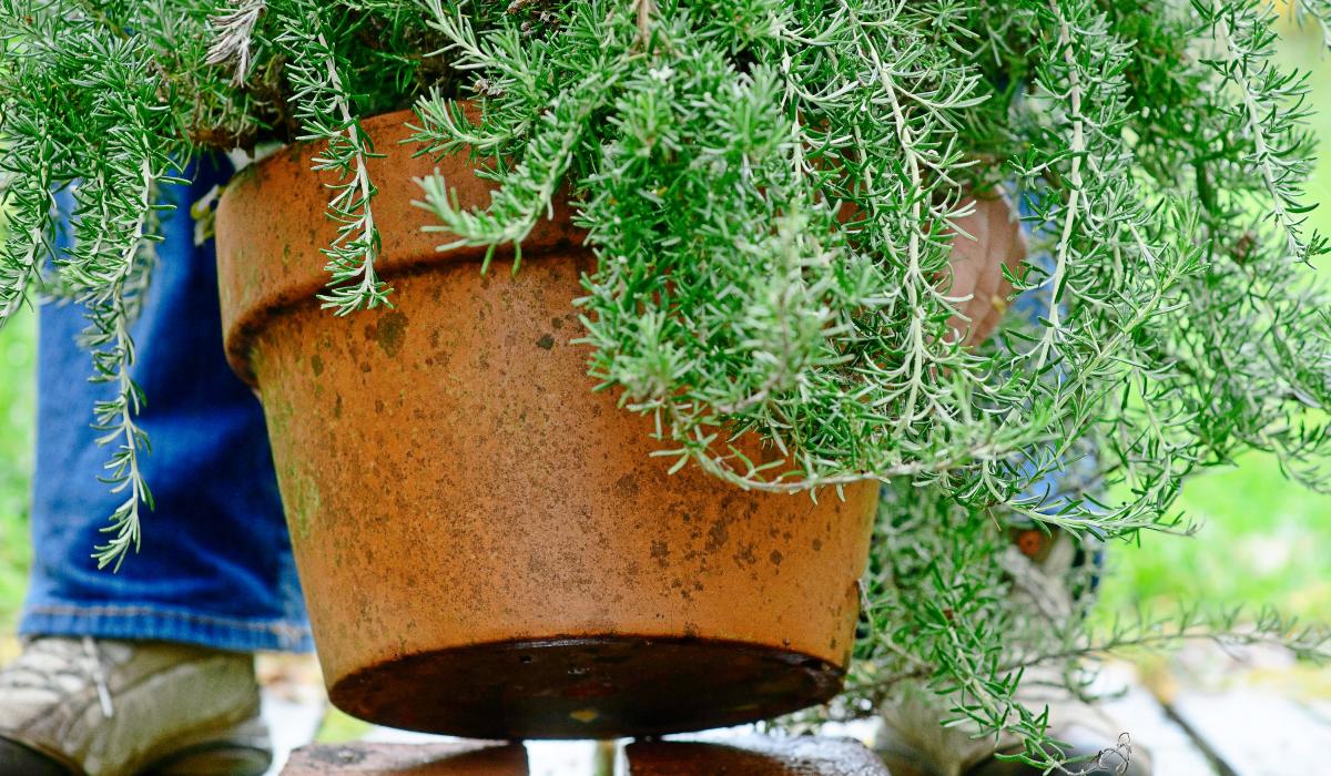 Rozemarijn planten: hoe doe je dat? - Gardeners World