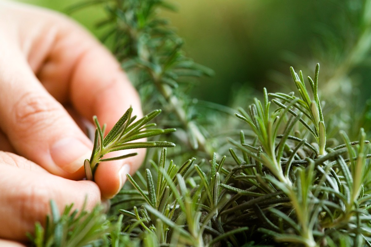 Rozemarijn planten: hoe doe je dat? - Gardeners World
