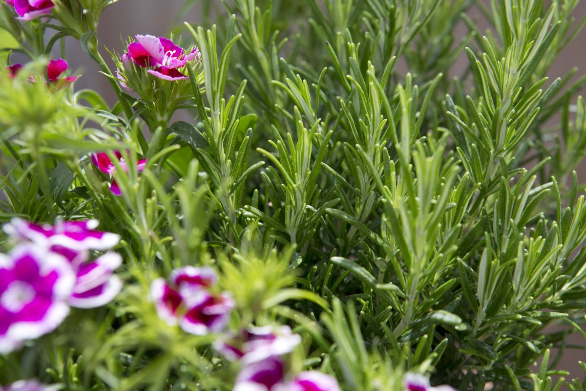 Rozemarijn planten: hoe doe je dat? - Gardeners World