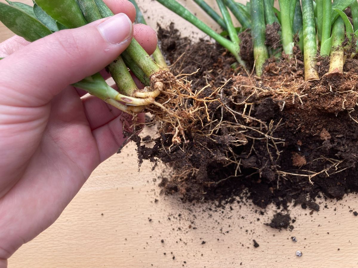 Sansevieria stekken: 2 eenvoudige manieren - Gardeners World