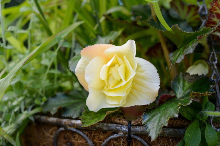 Begonia: planten, vermeerderen & verzorgen - Gardeners World