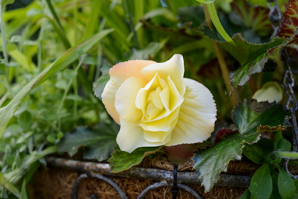 Begonia: planten, vermeerderen & verzorgen - Gardeners World