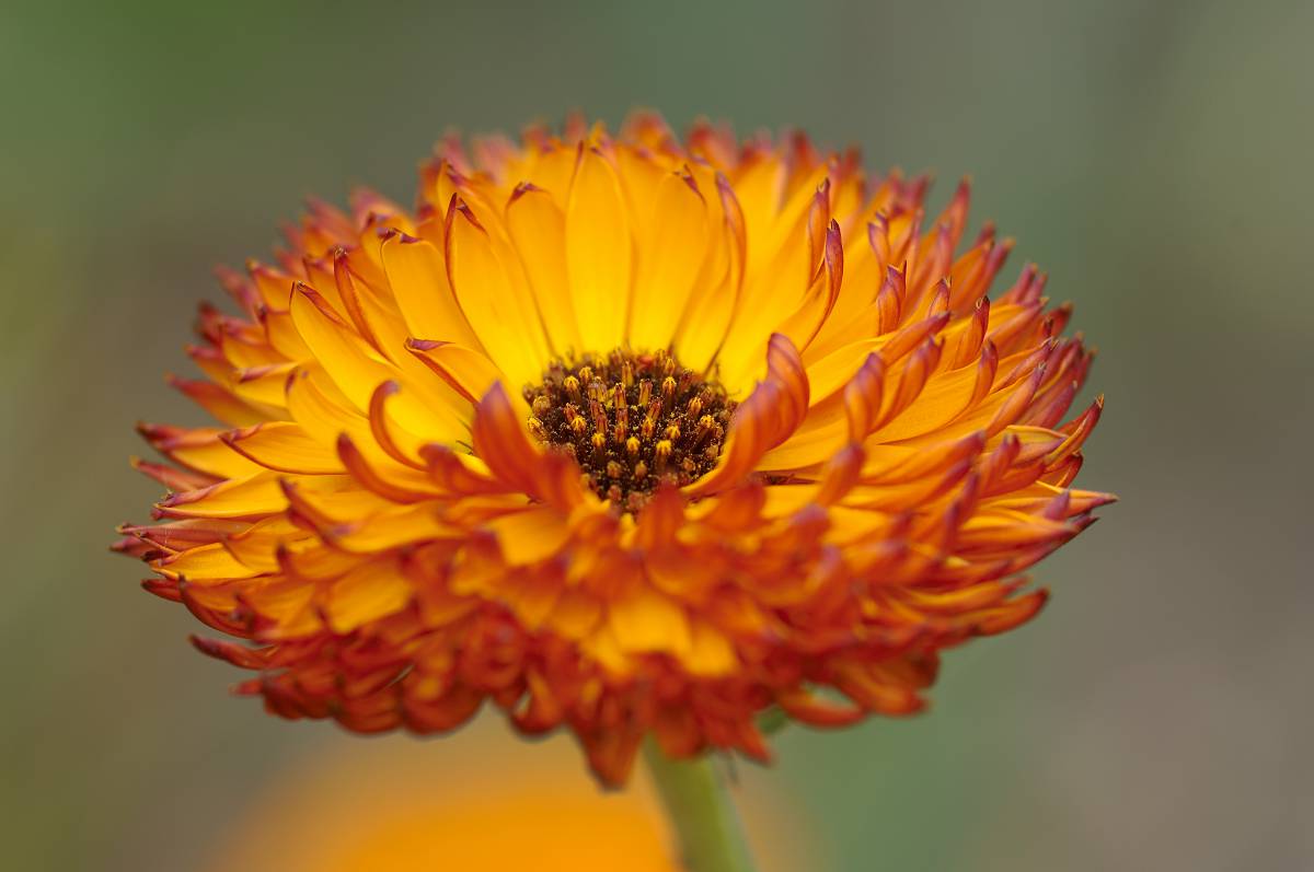 Top 22 planten met oranje bloemen voor in de tuin - Gardeners World