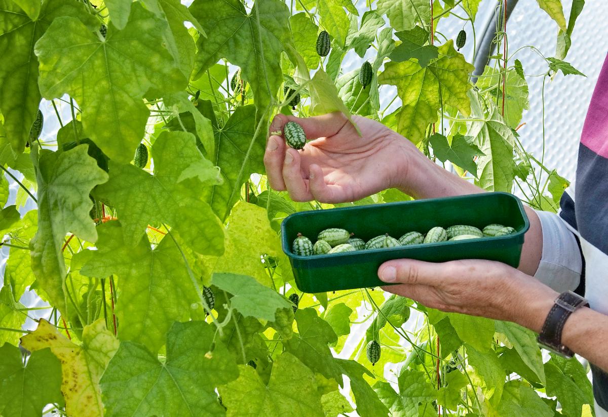 Vul een hanging basket met eetbare planten - Gardeners World