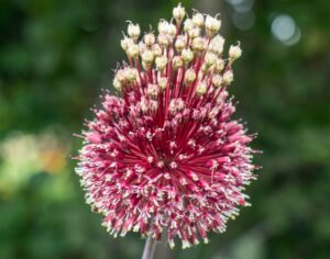 6 bijzondere soorten allium: laat je inspireren! - Gardeners' World