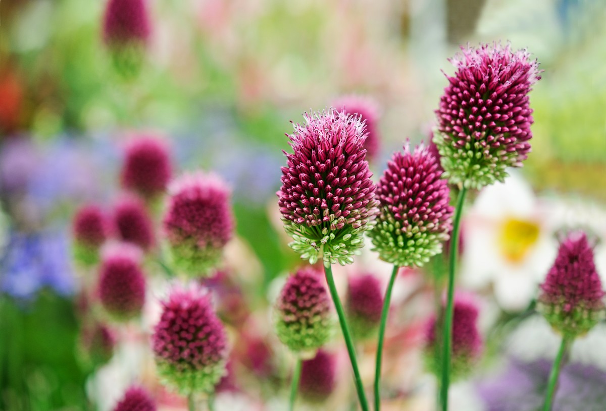 Top 10 sterke en vaste planten voor borders in de zon - Gardeners World
