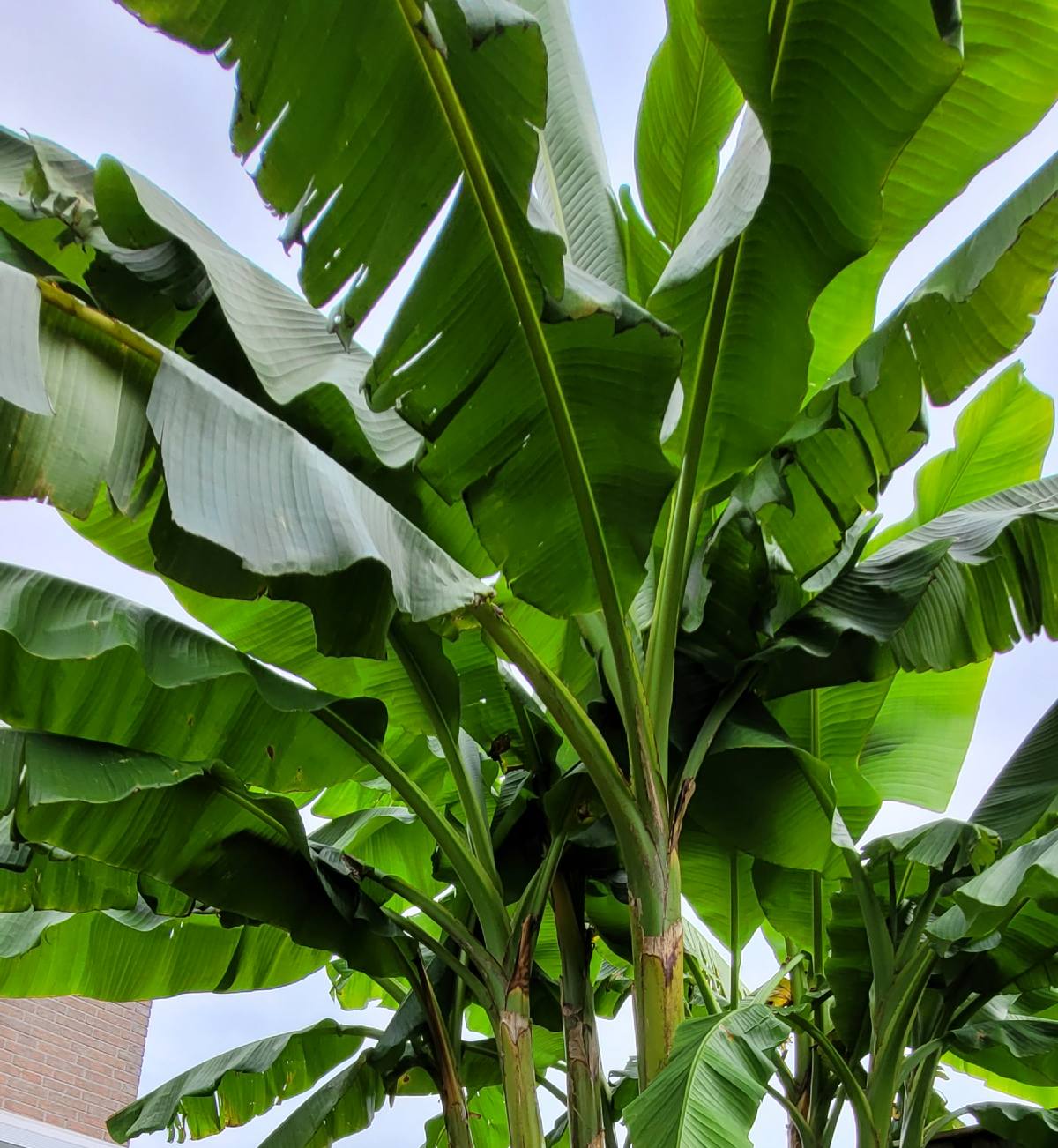 In de tuin van Tony: een tropisch paradijs - Gardeners World