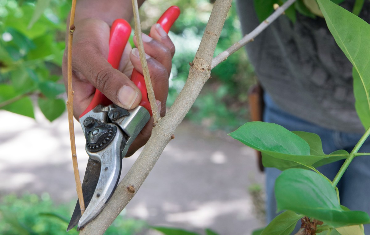 Sering snoeien: wanneer en hoe doe je dat? - Gardeners World