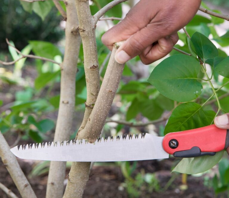 Sering snoeien: wanneer en hoe doe je dat? - Gardeners World