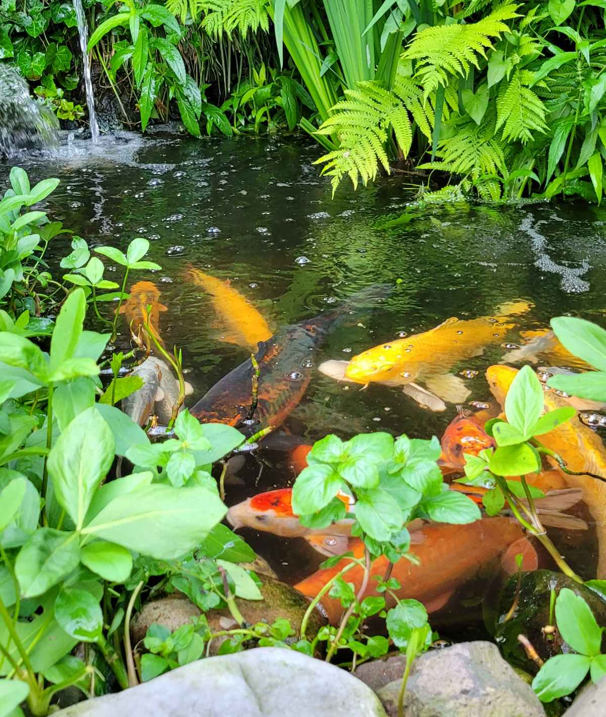 In de tuin van Tony: een tropisch paradijs - Gardeners World
