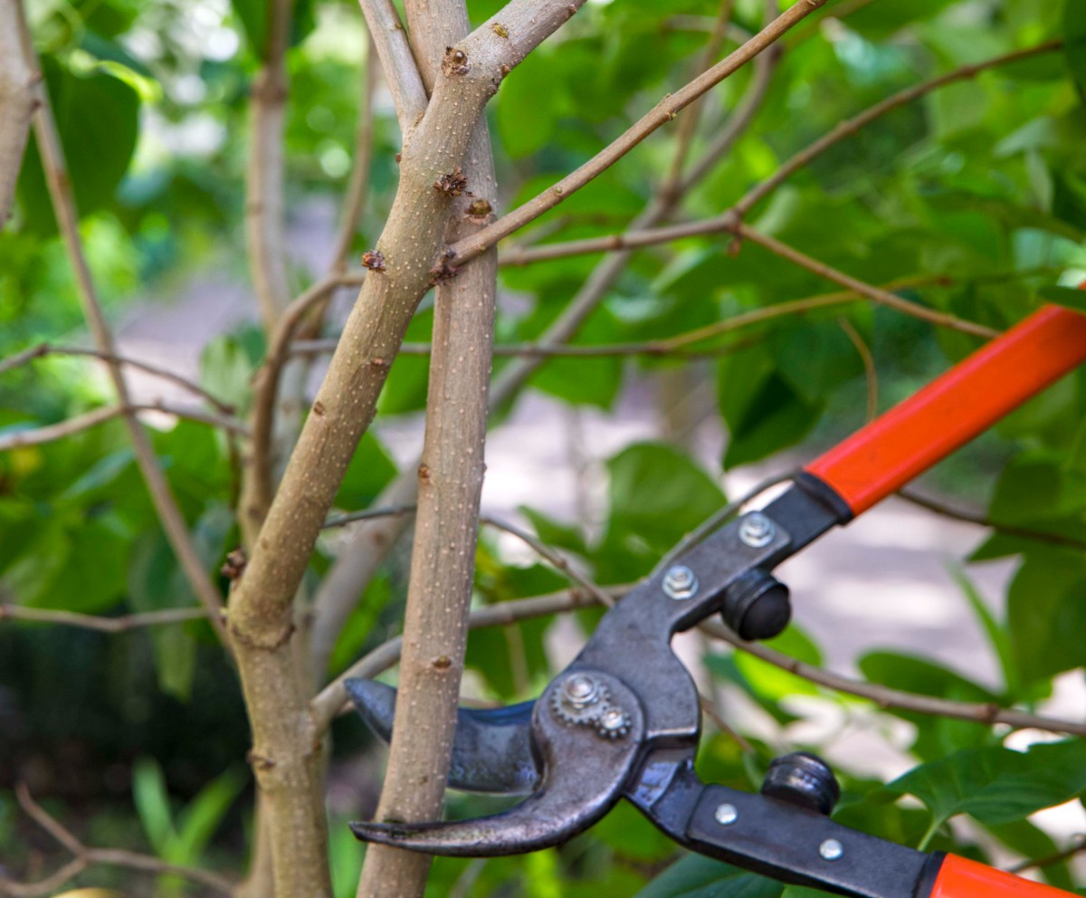 Sering snoeien: wanneer en hoe doe je dat? - Gardeners World