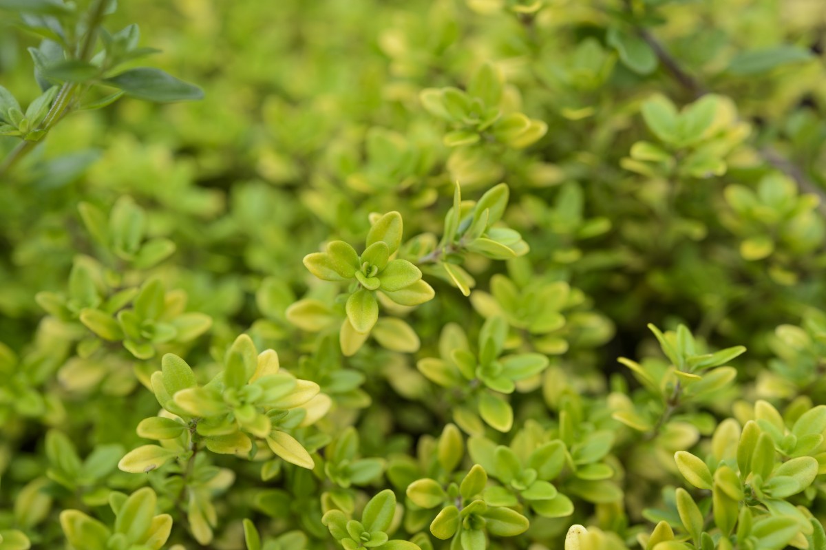 Tijm kweken, planten & stekken - Gardeners World