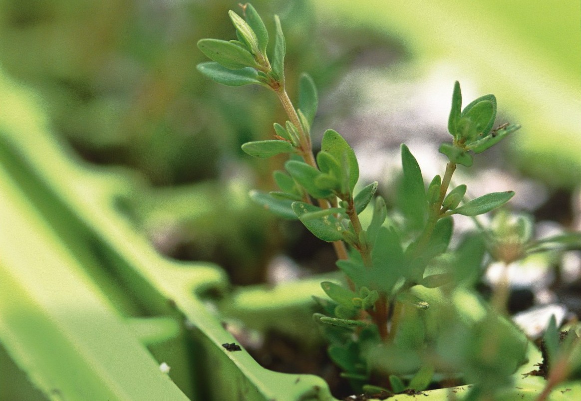 Tijm kweken, planten & stekken - Gardeners World