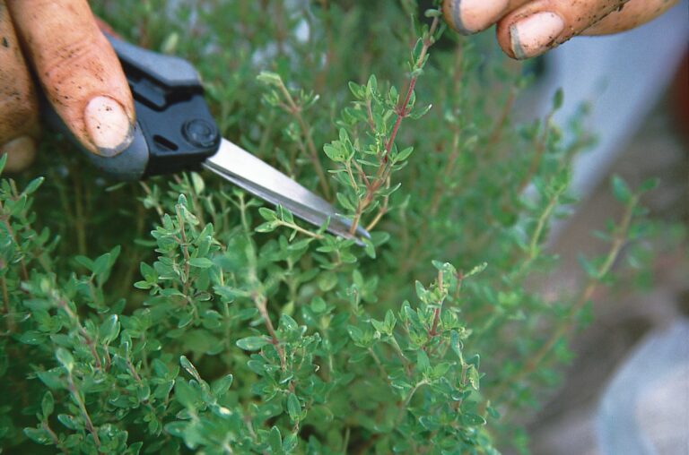 Tijm kweken, planten & stekken - Gardeners World