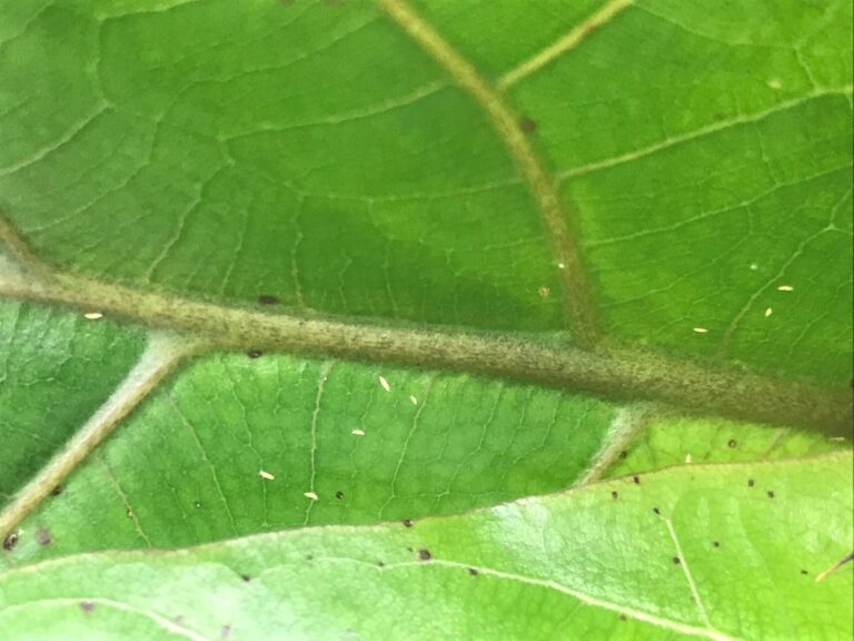 Trips bestrijden: zo pak je dat aan - Gardeners World