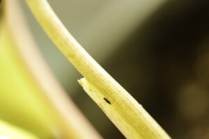 Trips bestrijden: zo pak je dat aan - Gardeners World