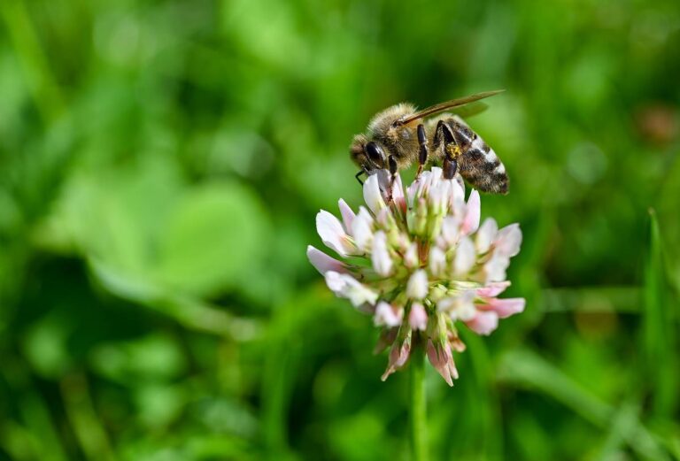 Tuinieren voor de natuur in juni: doe dit nu - Gardeners World