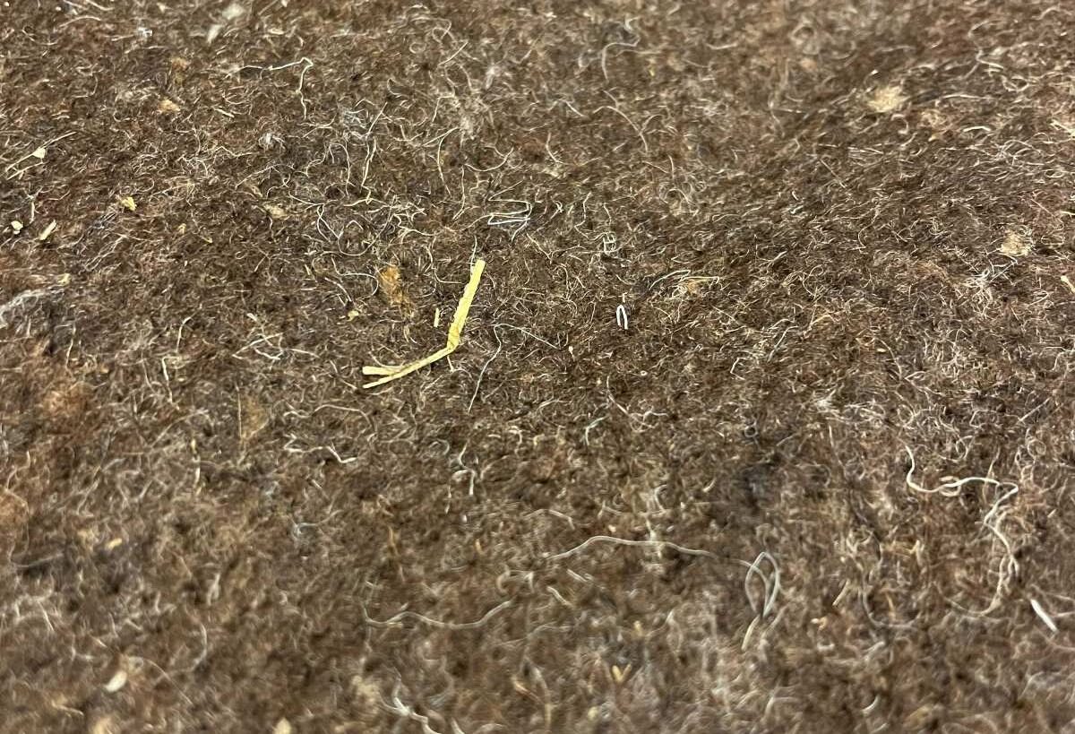 Zo gebruik je de schapenwol van Bio-Kultura in je tuin