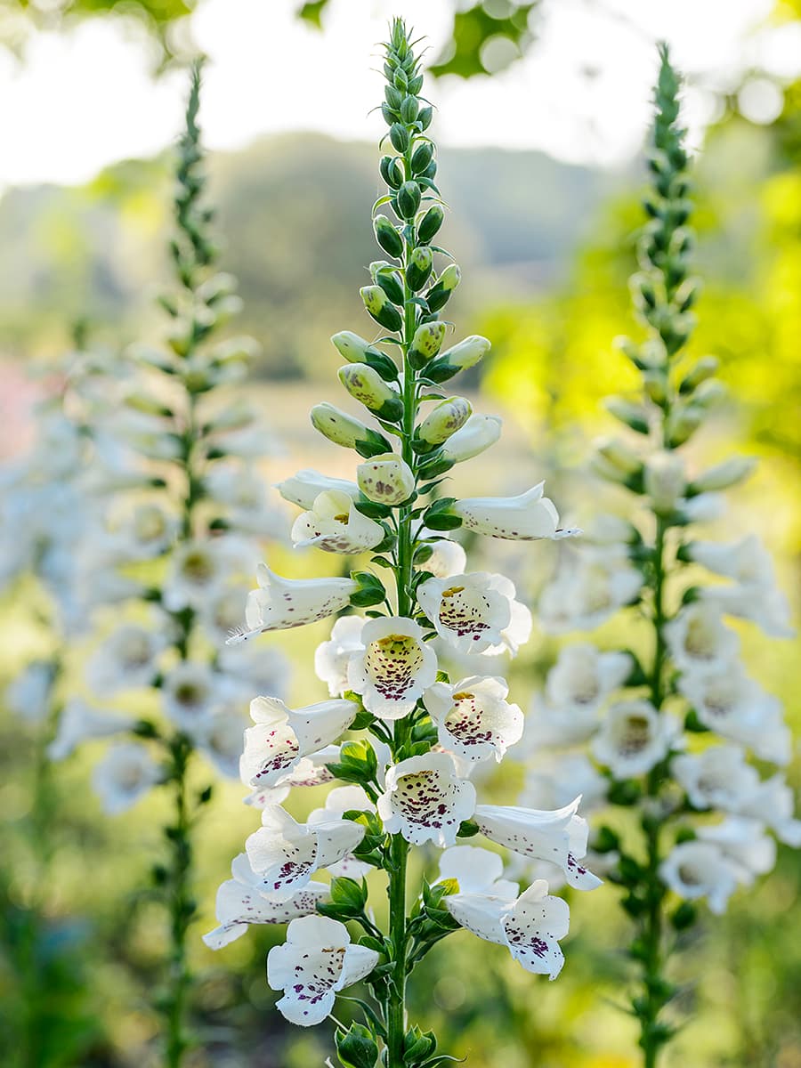 Dit zijn de 10 mooiste soorten vingerhoedskruid - Gardeners World