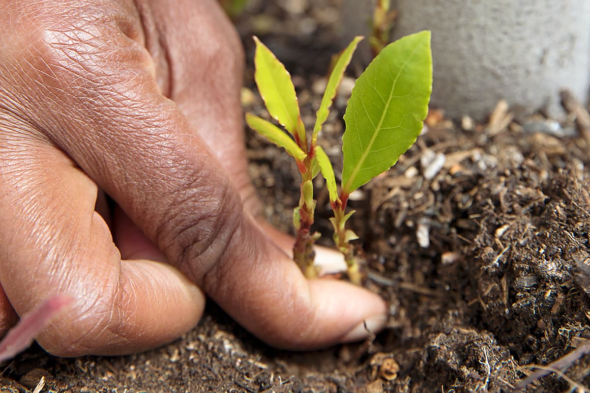 Laurier snoeien: wanneer en hoe doe je dat? - Gardeners World