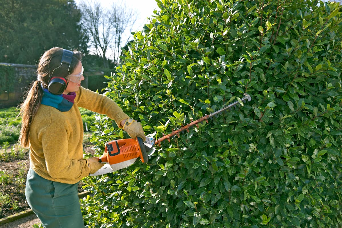 Laurier snoeien: wanneer en hoe doe je dat? - Gardeners World