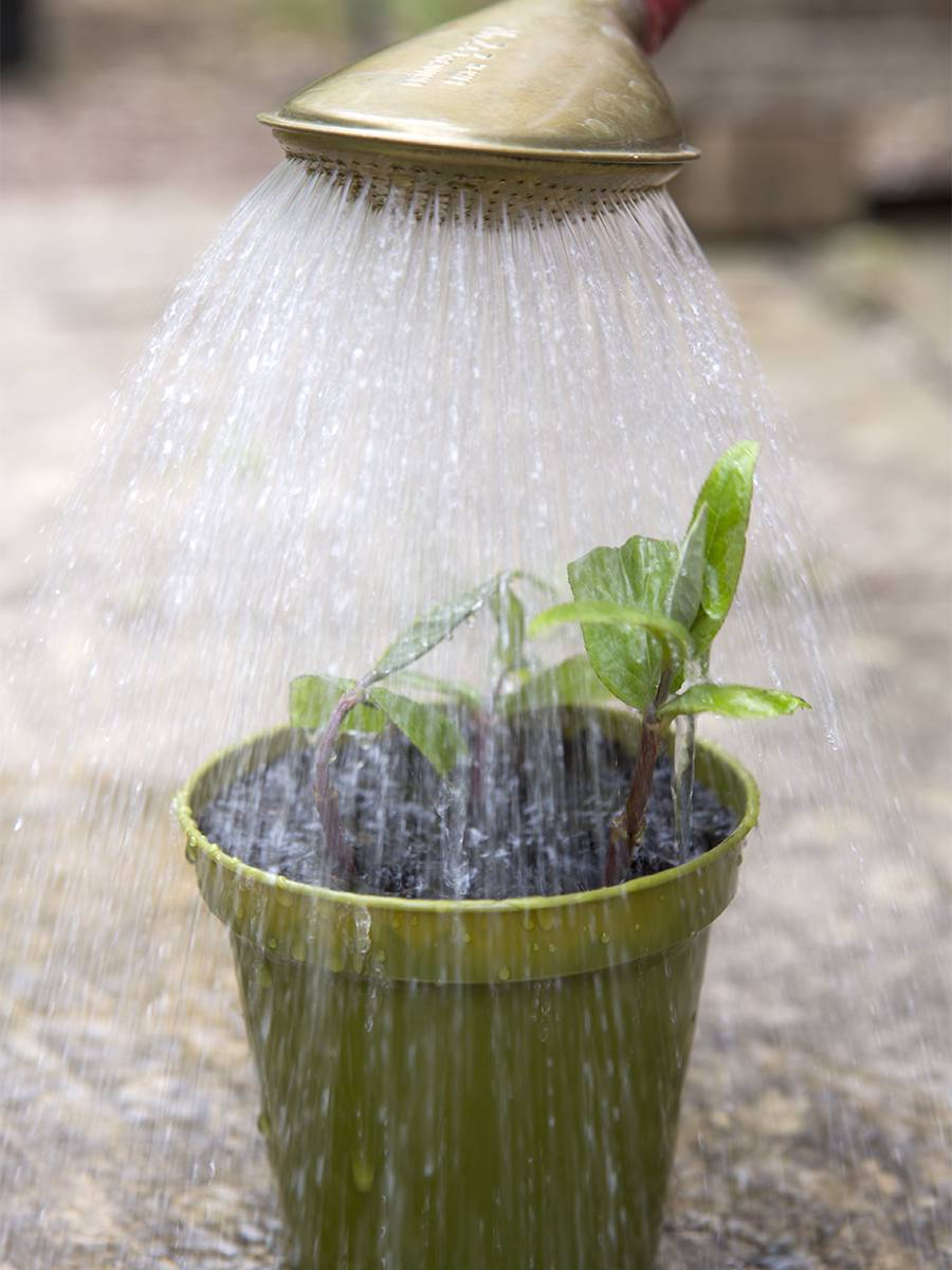Planten stekken van A tot Z: dit moet je weten - Gardeners World