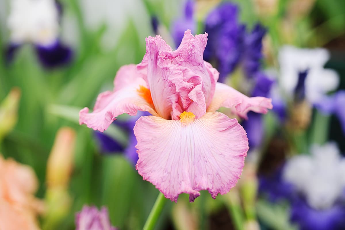 Baardiris (Iris germanica): trakteer je tuin op deze prachtige soorten