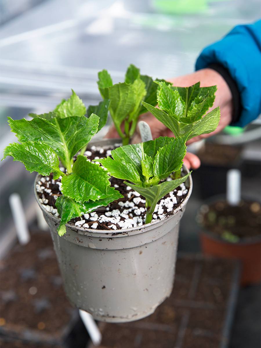 Planten stekken van A tot Z: dit moet je weten - Gardeners World