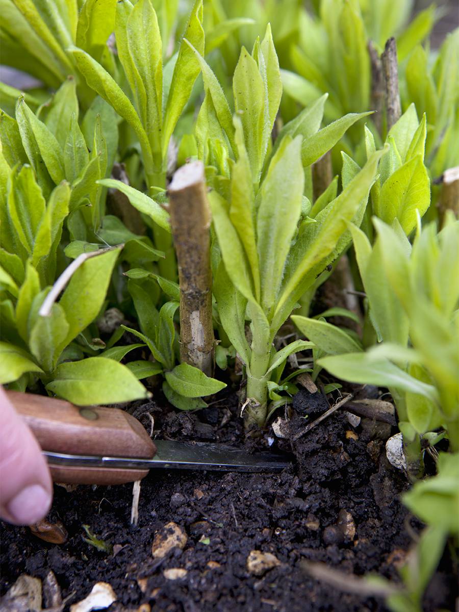 Planten stekken van A tot Z: dit moet je weten - Gardeners World