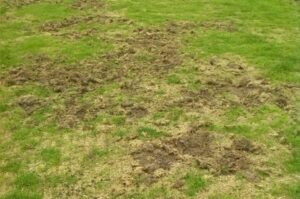 Engerlingen in je gazon? Zo bestrijd je ze zonder gif