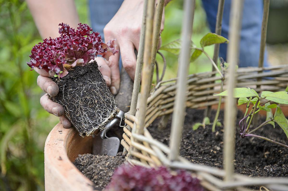 Groenten kweken in bakken? Kies deze soorten! - Gardeners World