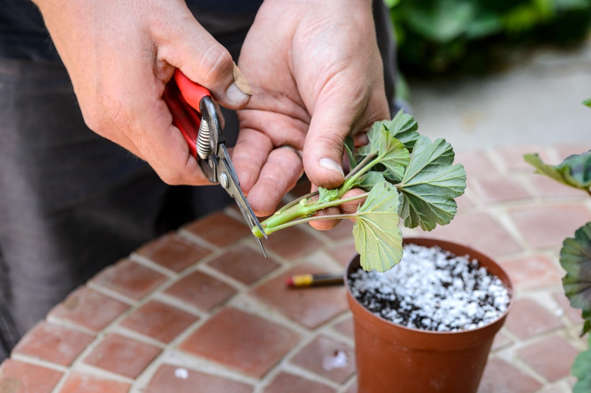 Pelargonium (geranium) stekken: zo maak je meer planten - Gardeners World