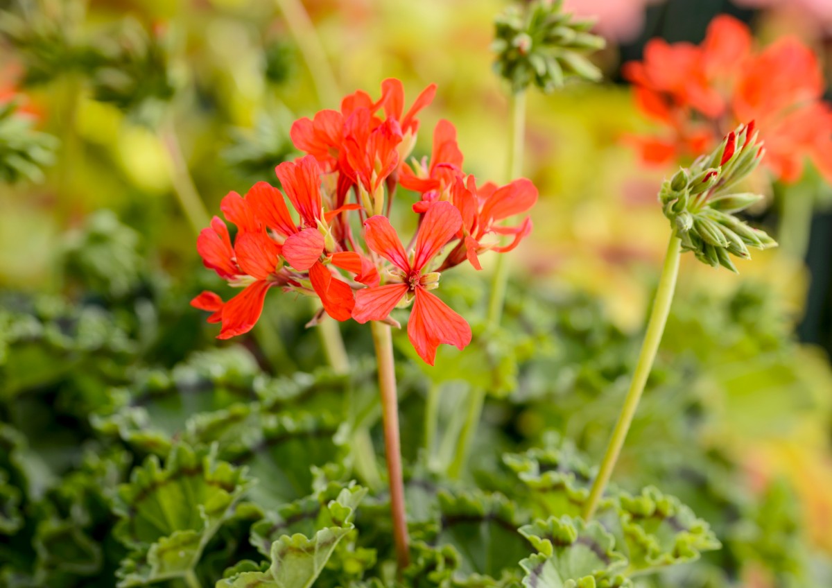 Deze pelargonium soorten zijn het allermooist! - Gardeners World